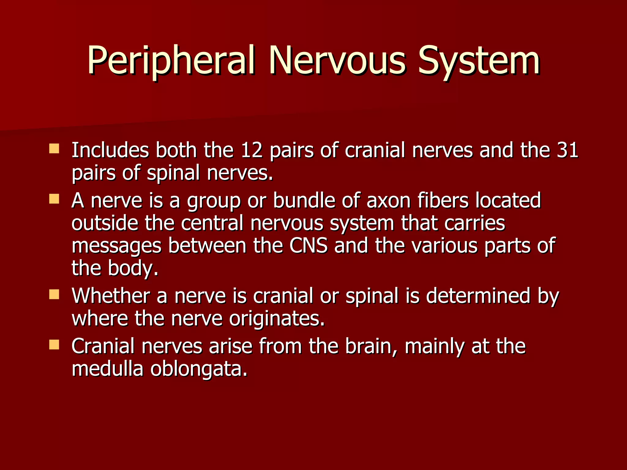 Anatomy And Physiology Of The Nervous System Ch12 | PPT