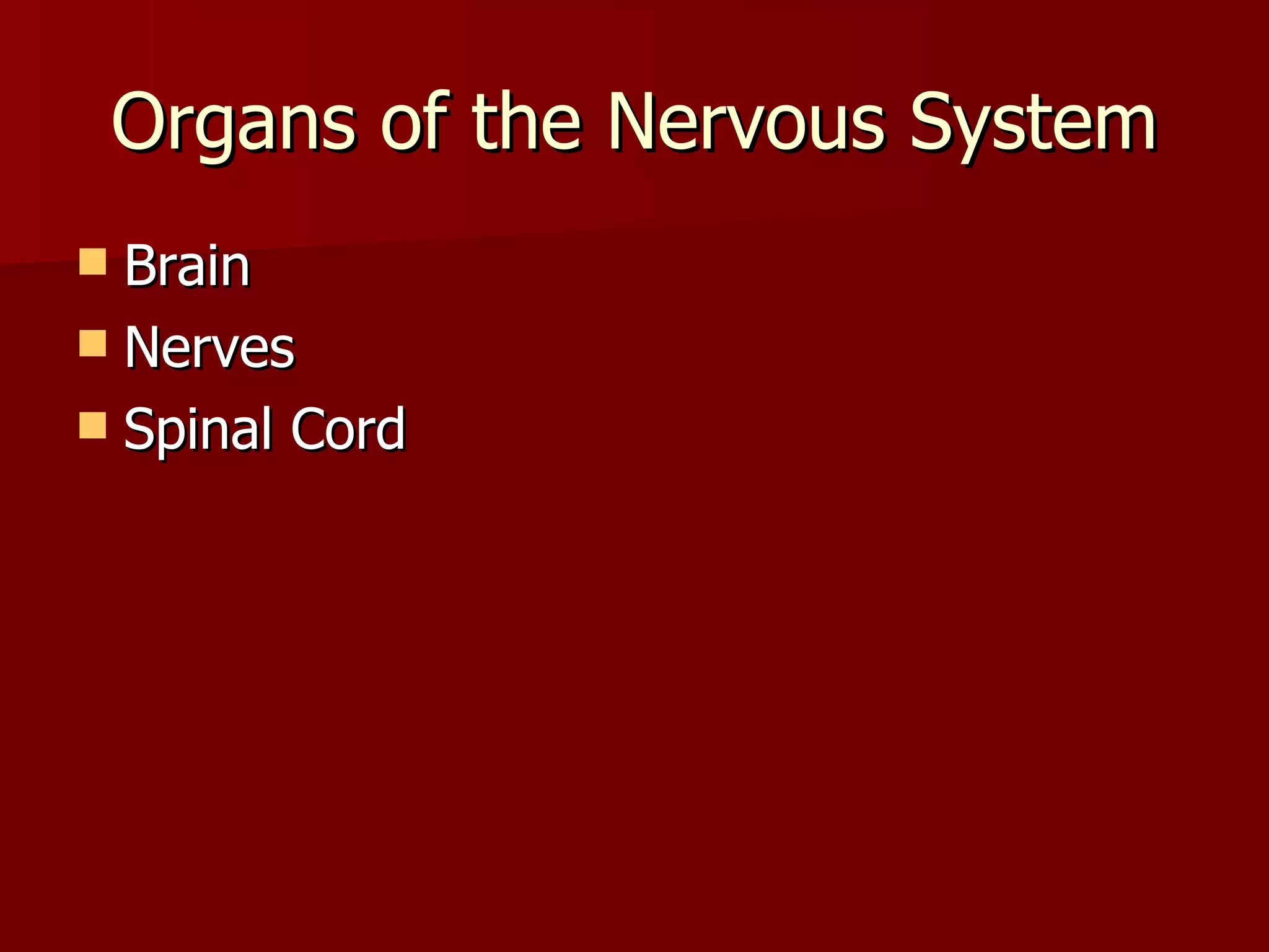 Anatomy And Physiology Of The Nervous System Ch12 | PPT