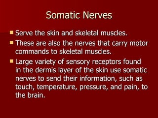 Anatomy And Physiology Of The Nervous System Ch12 | PPT