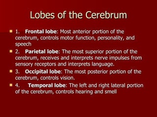 Anatomy And Physiology Of The Nervous System Ch12 | PPT