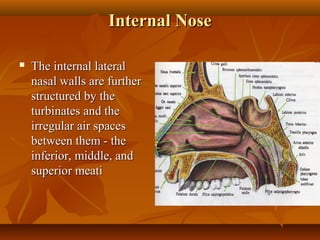 Anatomy and physiology of the nose | PPT