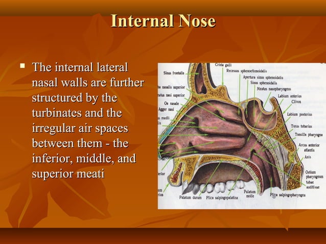 Anatomy and physiology of the nose | PPT