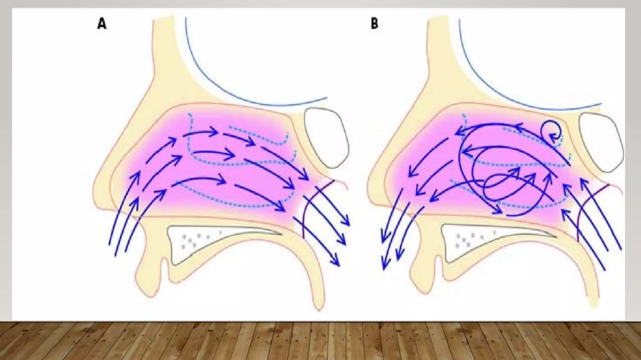 Anatomy and physiology of the nose | PPTX