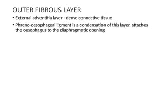 ANATOMY AND PHYSIOLOGY OF THE OESOPHAGUS.pptx