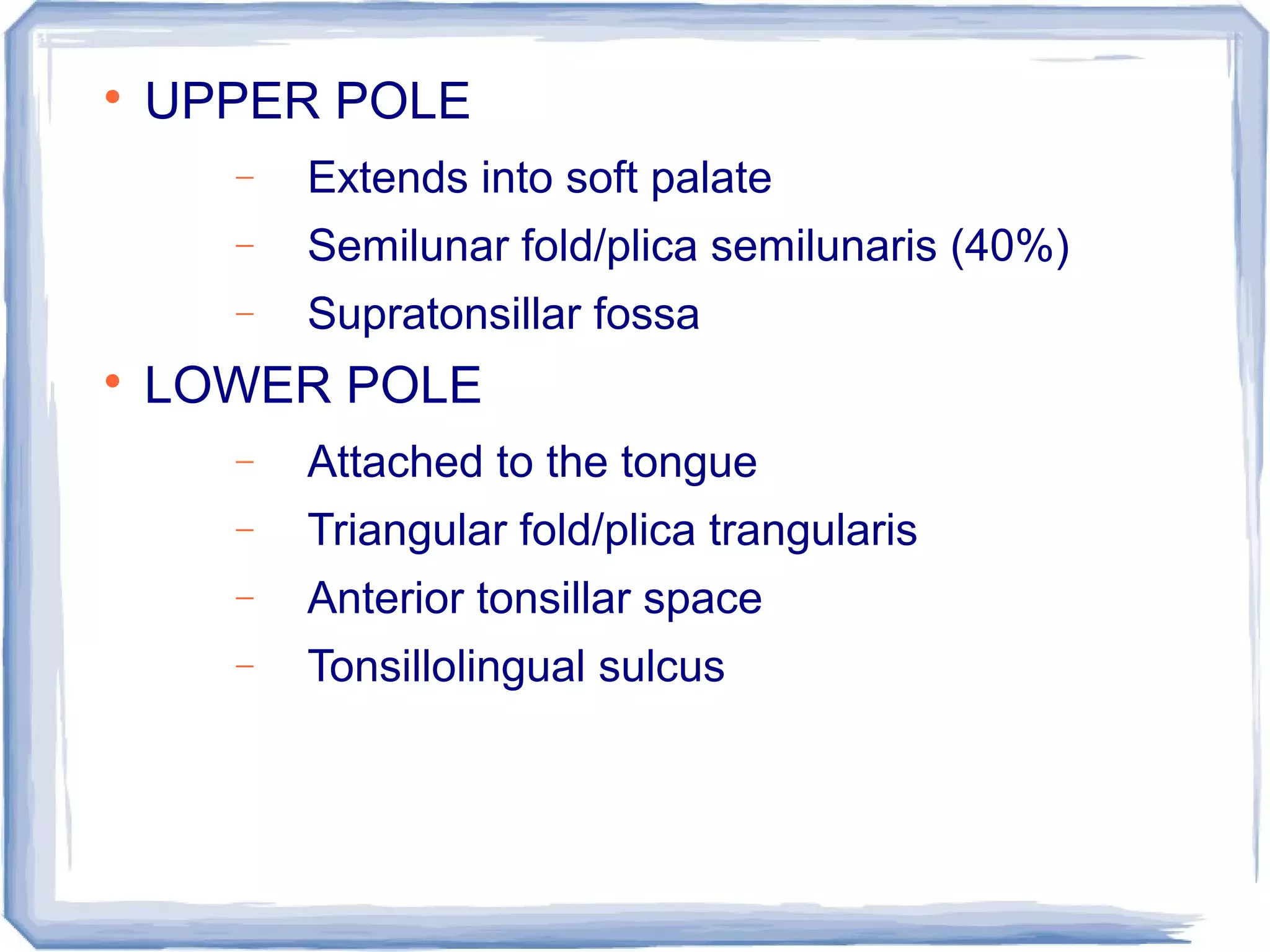 Anatomy and physiology of the palatine tonsil | PPT