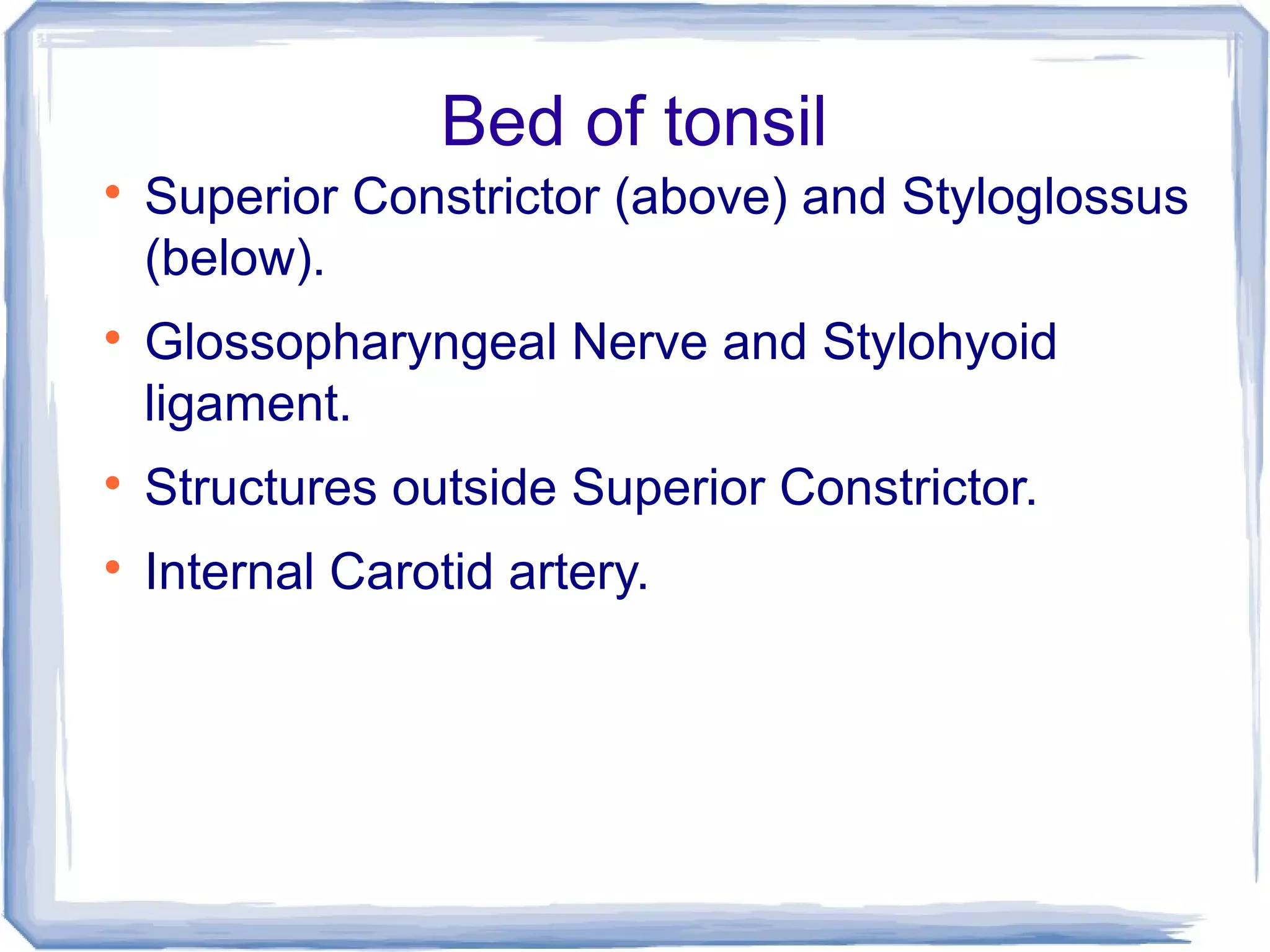 Anatomy and physiology of the palatine tonsil | PPT