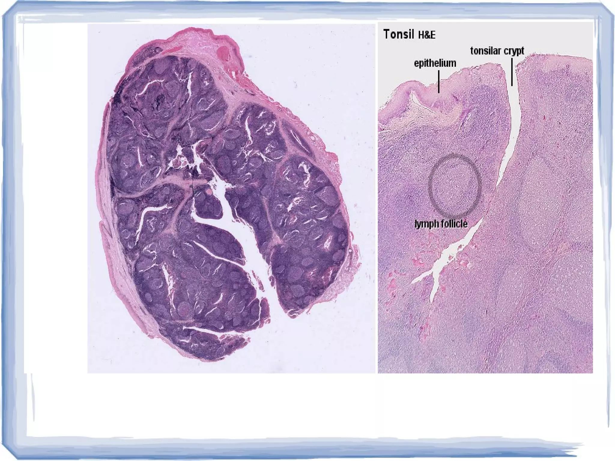 Anatomy and physiology of the palatine tonsil | PPT