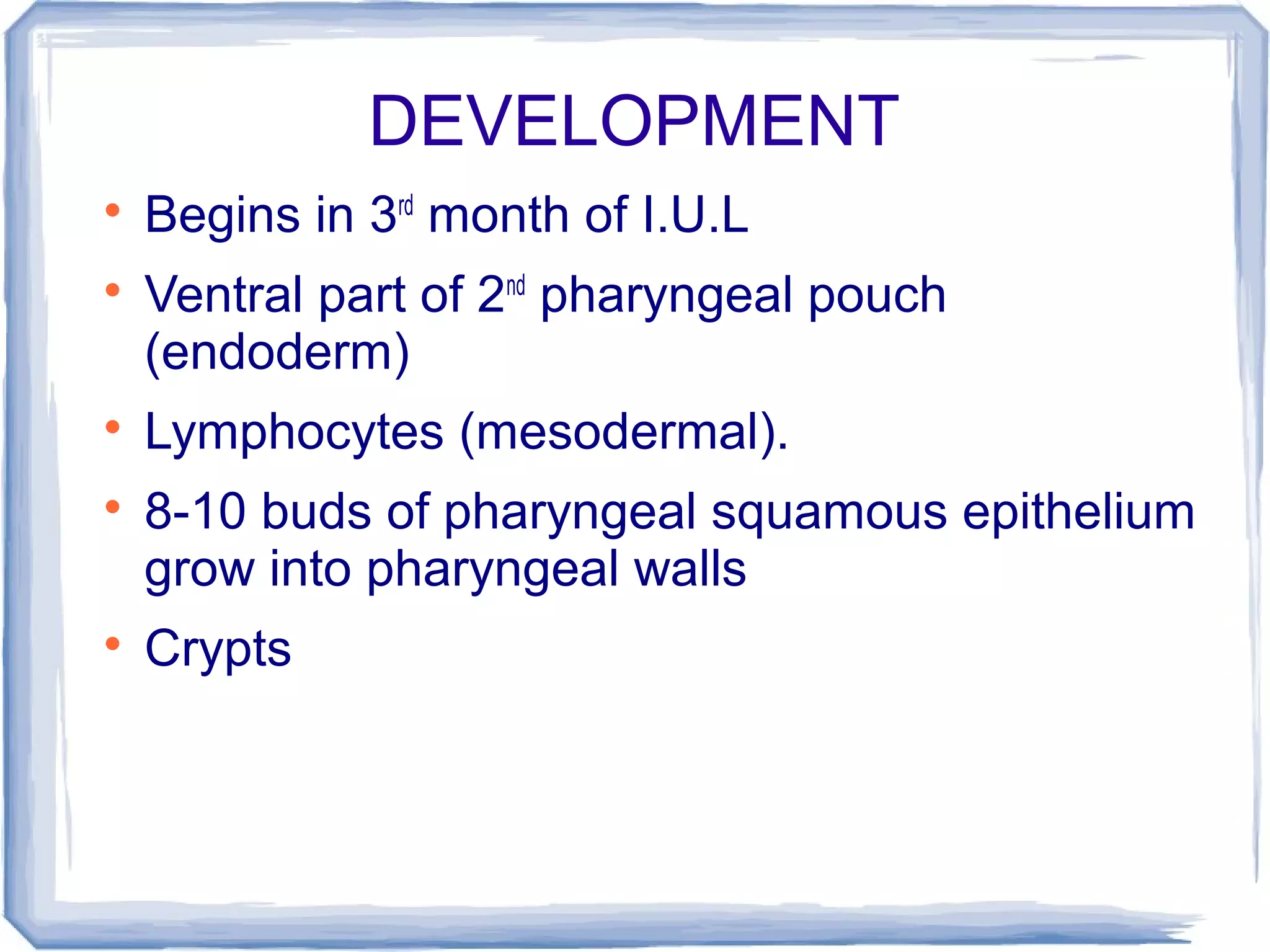 Anatomy and physiology of the palatine tonsil | PPT