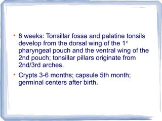 Anatomy and physiology of the palatine tonsil | PPT