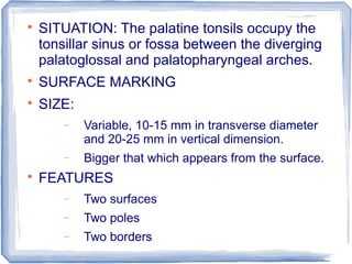 Anatomy and physiology of the palatine tonsil | PPT
