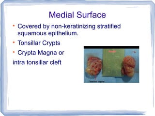 Anatomy and physiology of the palatine tonsil | PPT