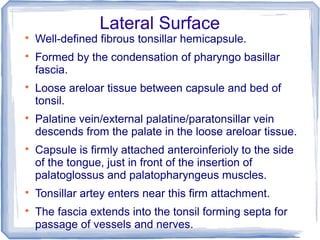 Anatomy and physiology of the palatine tonsil | PPT
