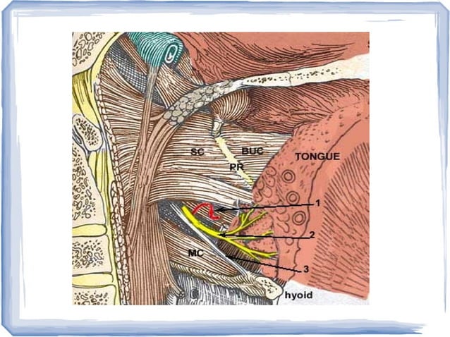 Anatomy and physiology of the palatine tonsil | PPT | Ear, Nose and ...