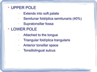 Anatomy and physiology of the palatine tonsil | PPT