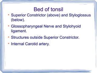 Anatomy and physiology of the palatine tonsil | PPT