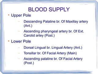 Anatomy and physiology of the palatine tonsil | PPT