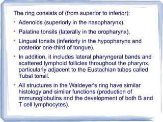 Anatomy and physiology of the palatine tonsil | PPT