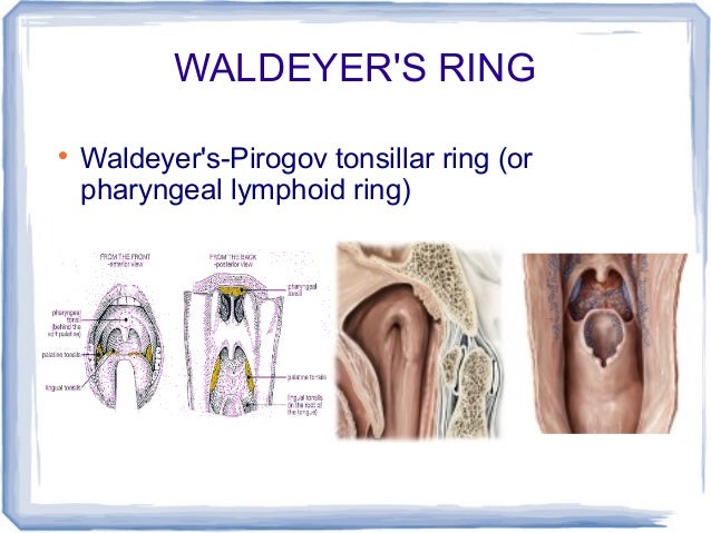 Anatomy and physiology of the palatine tonsil
