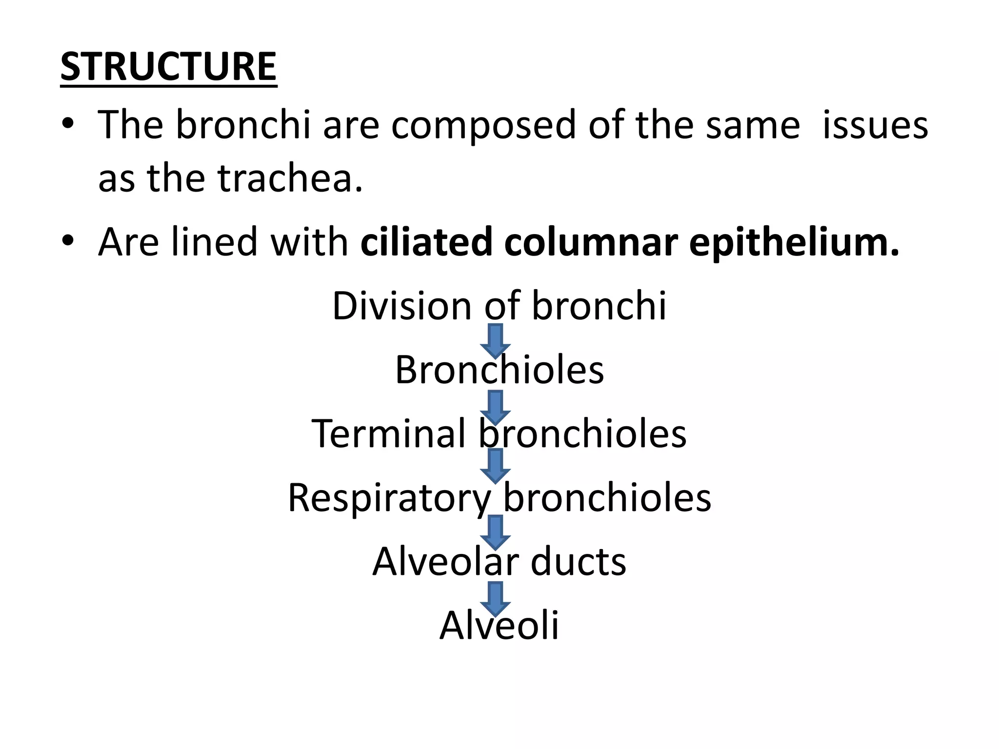 Anatomy and physiology of the respiratory system | PPTX