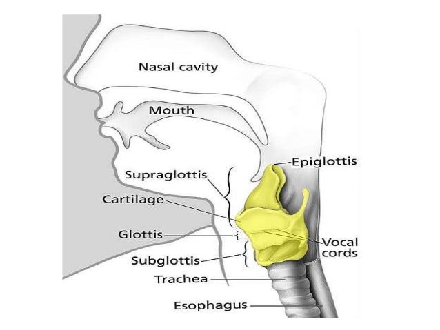 Anatomy and physiology of the respiratory system