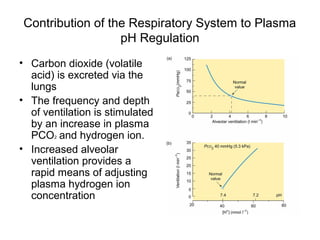 Anatomy and physiology of the respiratory system | PPT