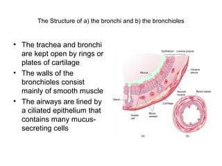 Anatomy and physiology of the respiratory system | PPT