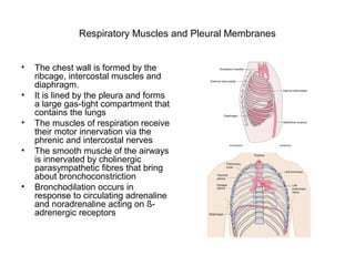 Anatomy and physiology of the respiratory system | PPT