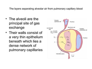 Anatomy and physiology of the respiratory system | PPT