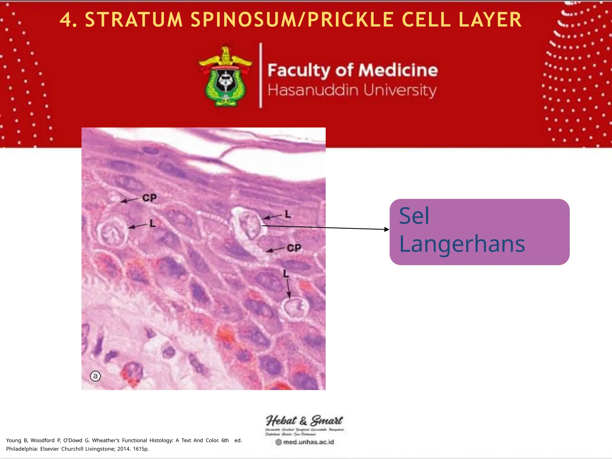 ANATOMY AND PHYSIOLOGY OF THE SKIN AND THE ADNEXA_compressed (2).pptx