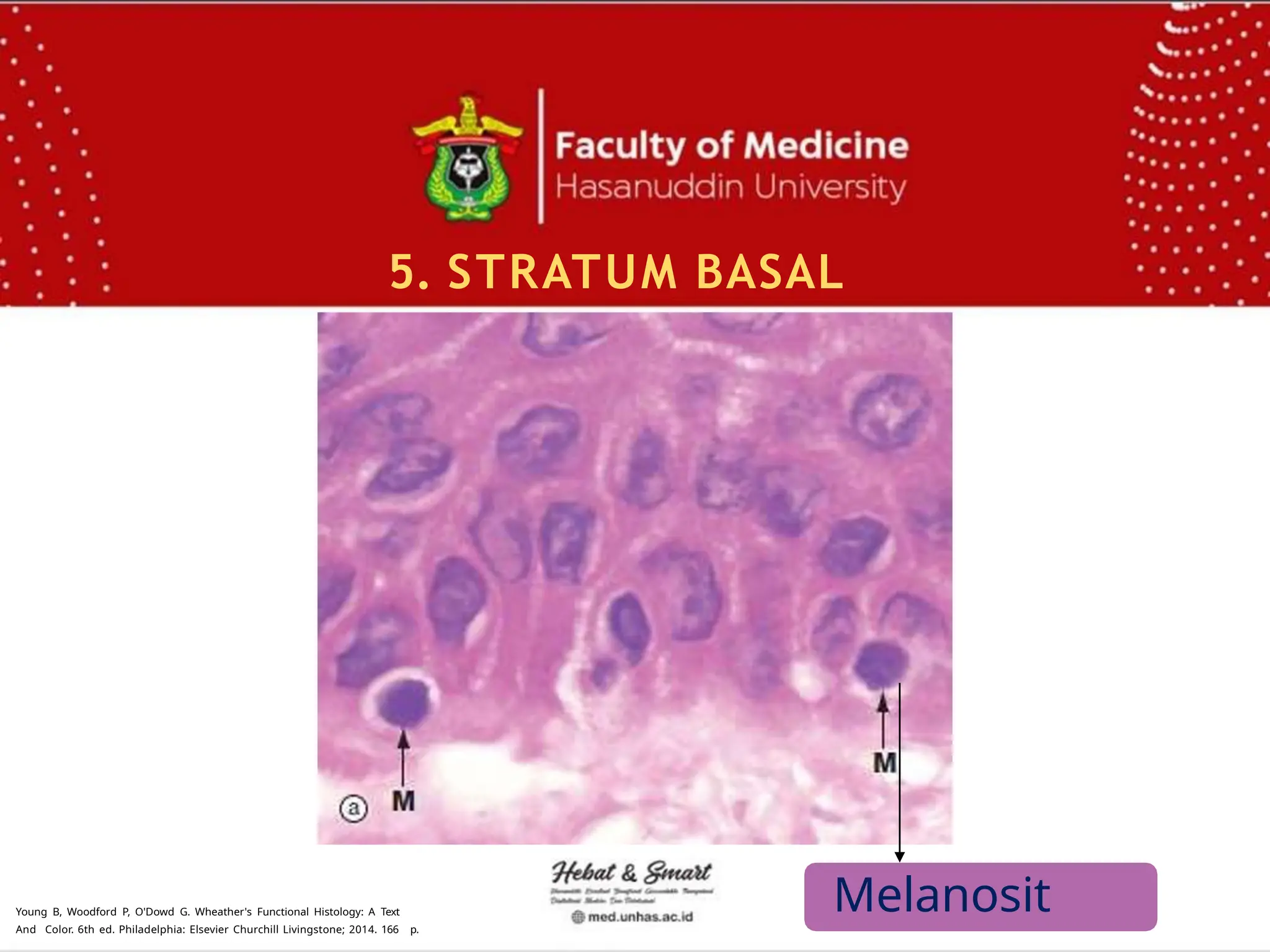 ANATOMY AND PHYSIOLOGY OF THE SKIN AND THE ADNEXA_compressed (2).pptx