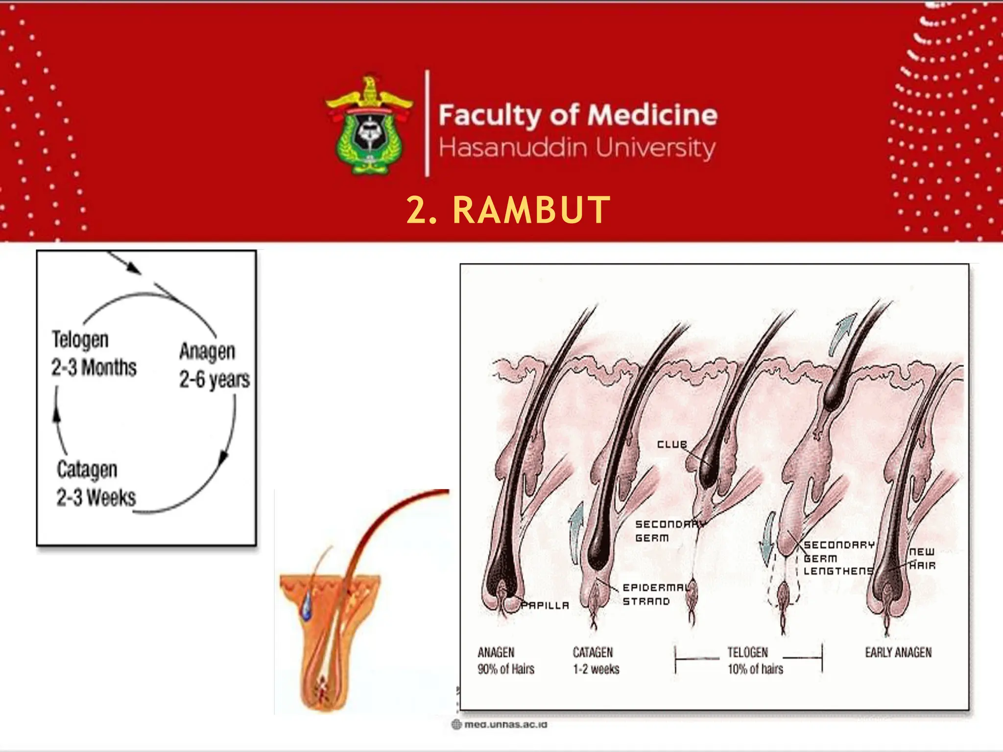 ANATOMY AND PHYSIOLOGY OF THE SKIN AND THE ADNEXA_compressed (2).pptx