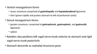 Anatomy and physiology of the stomach.pptx