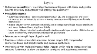 Anatomy and physiology of the stomach.pptx