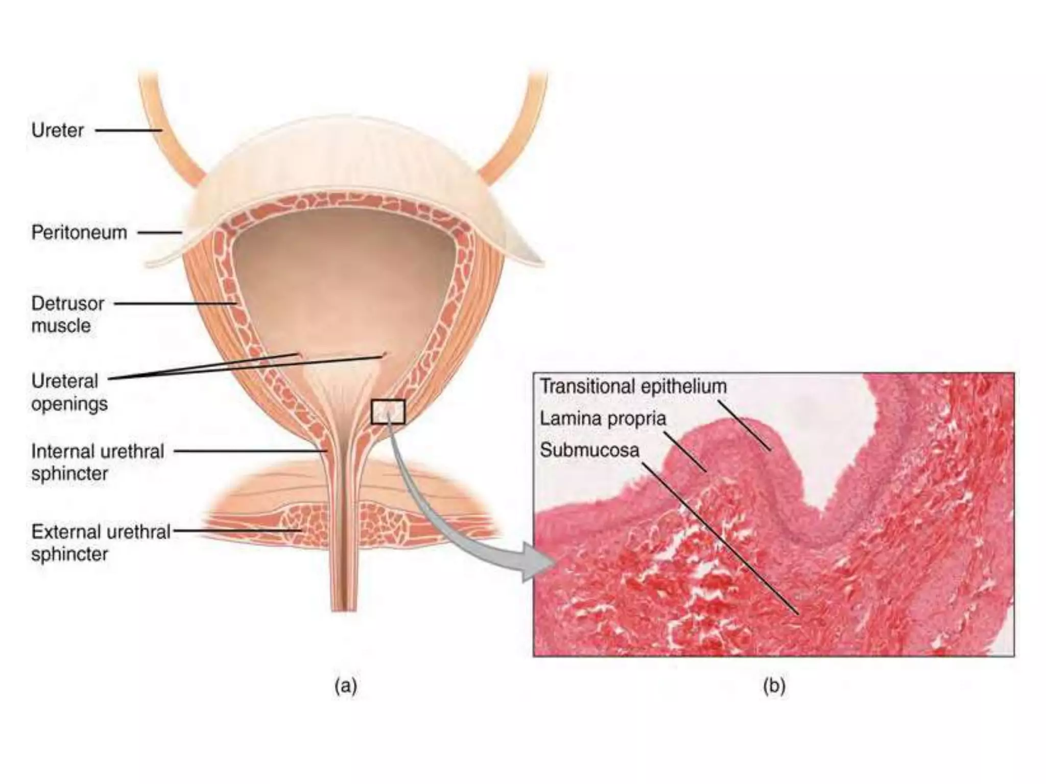 Anatomy and physiology of the Urinary system by Dipali Harkhani | PPTX
