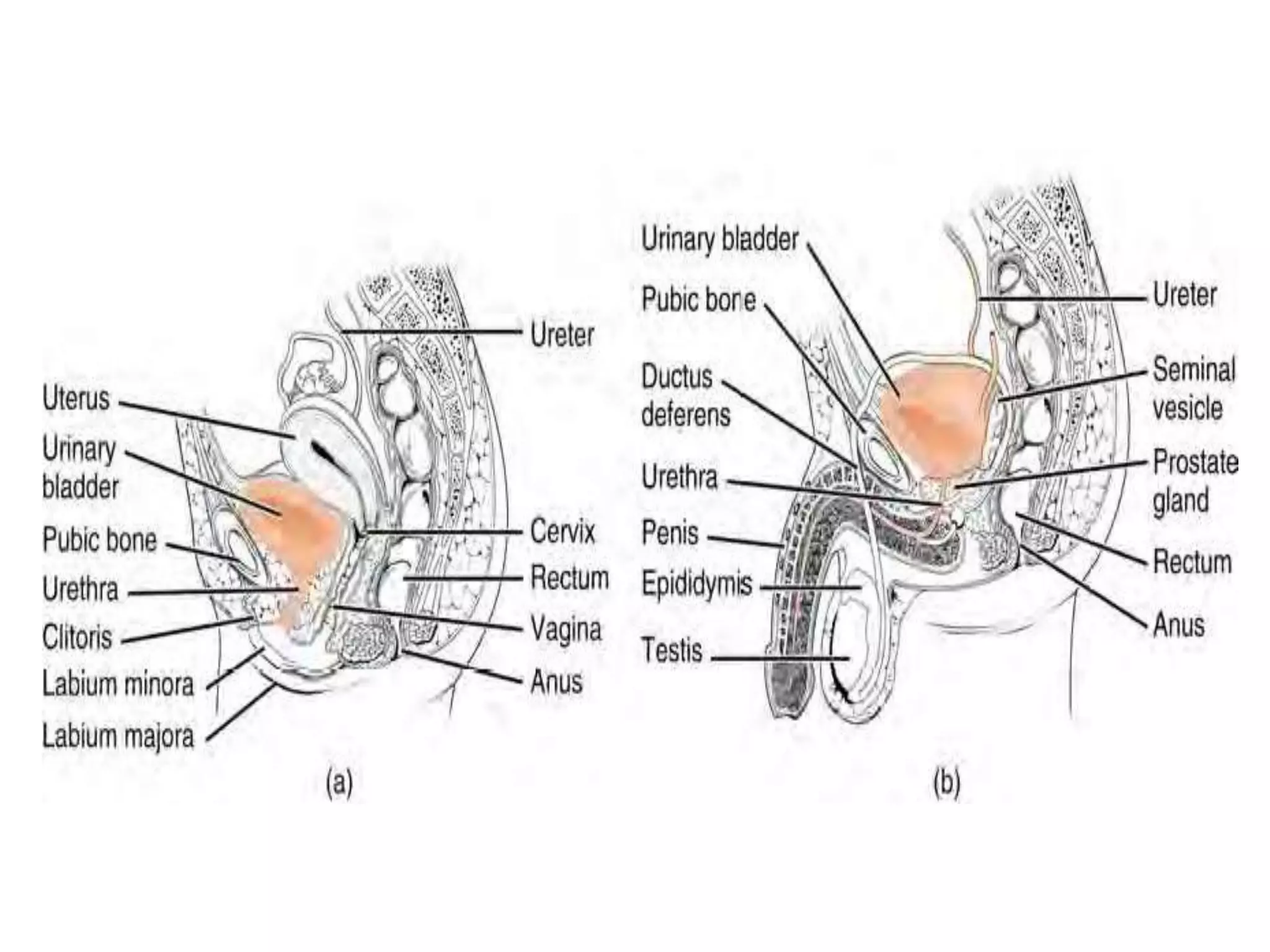 Anatomy and physiology of the Urinary system by Dipali Harkhani | PPTX