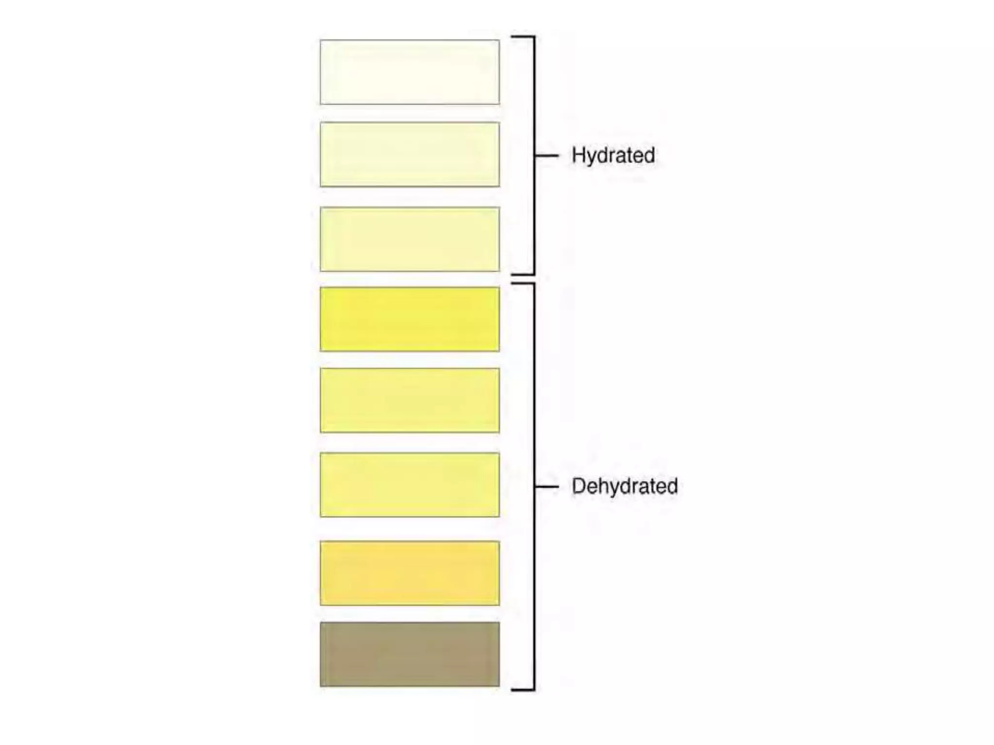 Anatomy and physiology of the Urinary system by Dipali Harkhani | PPTX