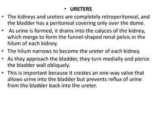 Anatomy and physiology of the Urinary system by Dipali Harkhani | PPTX