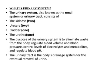 Anatomy and physiology of the Urinary system by Dipali Harkhani | PPTX