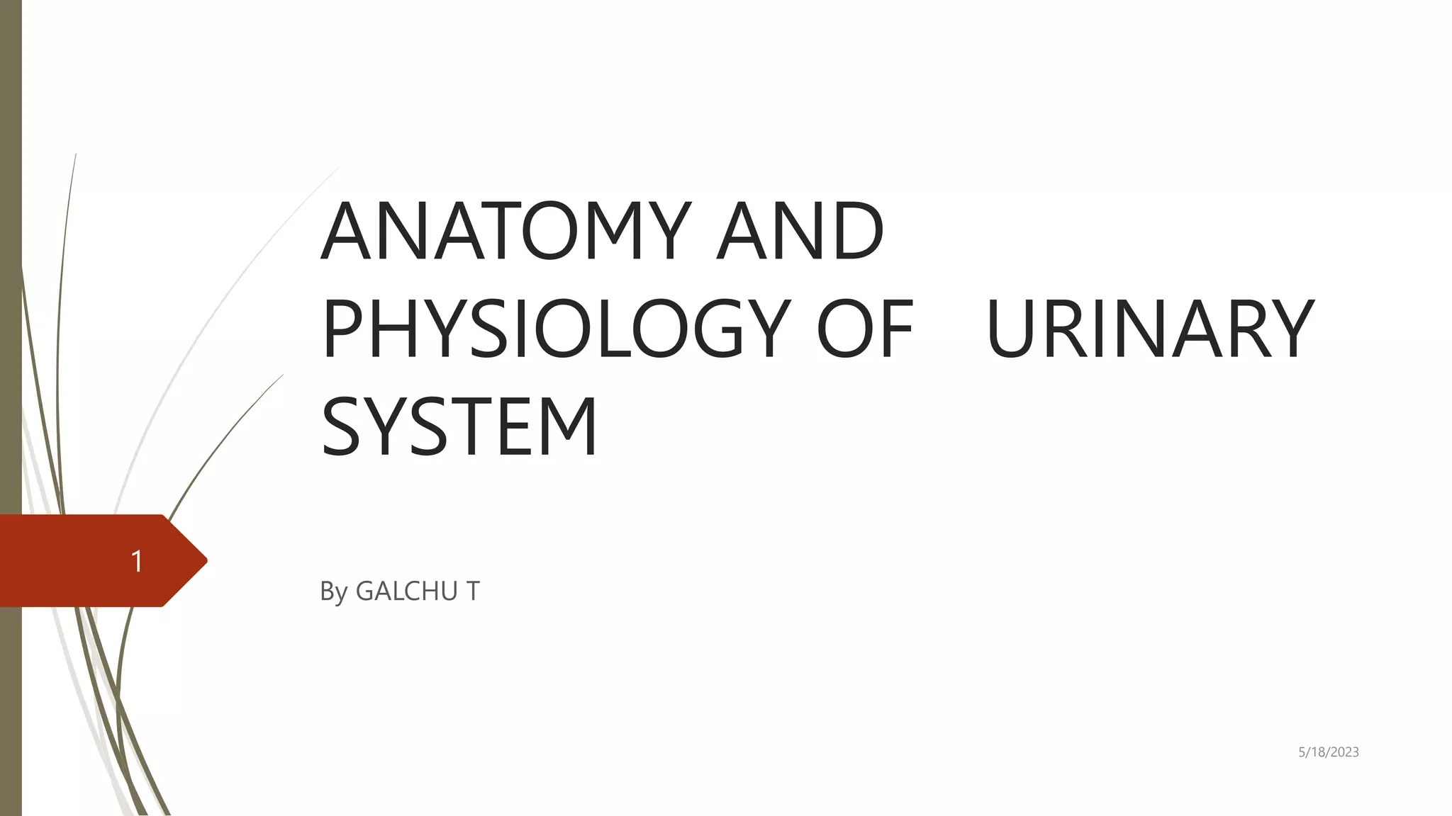 Anatomy and physiology of the Urinary System.pptx