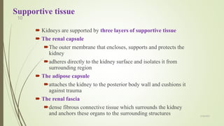 Anatomy and physiology of the Urinary System.pptx