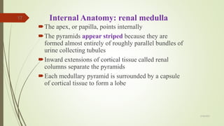 Anatomy and physiology of the Urinary System.pptx