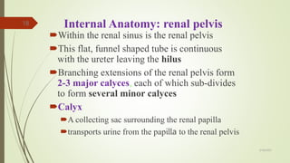 Anatomy and physiology of the Urinary System.pptx