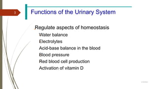 Anatomy and physiology of the Urinary System.pptx
