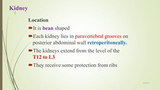 Anatomy and physiology of the Urinary System.pptx