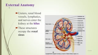 Anatomy and physiology of the Urinary System.pptx