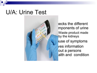 Anatomy and physiology of the urinary system.9 | PPT | Medical Health