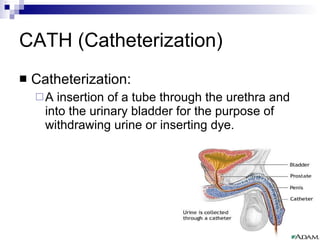 Anatomy and physiology of the urinary system.9 | PPT