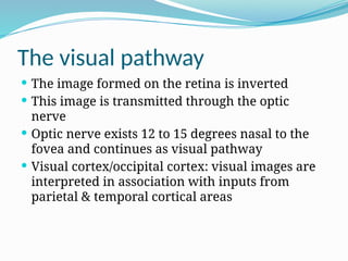 anatomy and physiology of the visual system minor course for dentistry ...