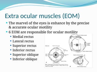 anatomy and physiology of the visual system minor course for dentistry ...