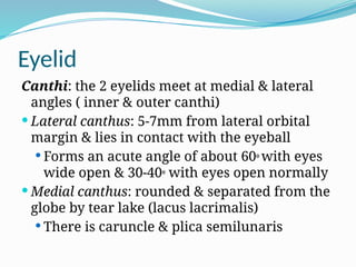 anatomy and physiology of the visual system minor course for dentistry ...